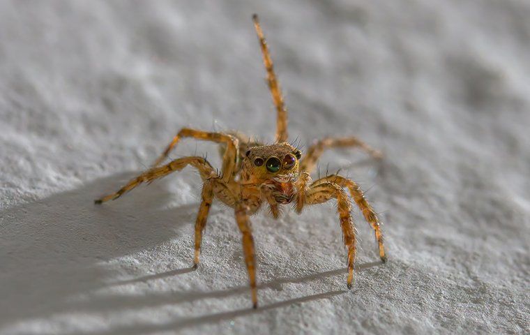 Everything Columbia Residents Need To Know About Dangerous Spiders ...