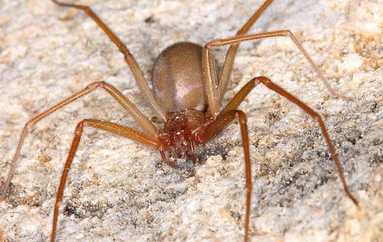 How To Identify And Get Rid Of Dangerous Spiders Around Your Columbia ...